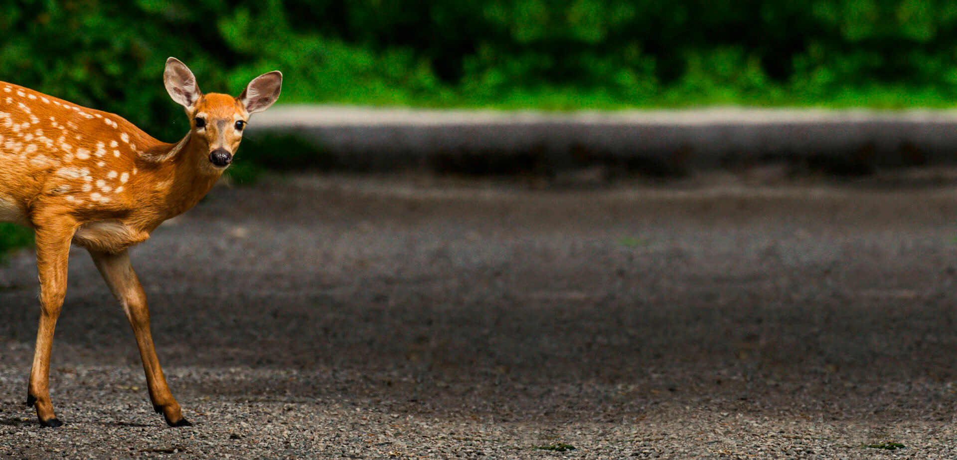 VIONN - Garantie Gegen Wildunfälle